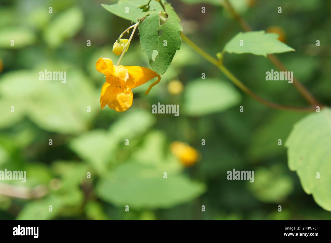 Pale Touch-me-not (Impatiens pallida) also known as pale jewelweed ...