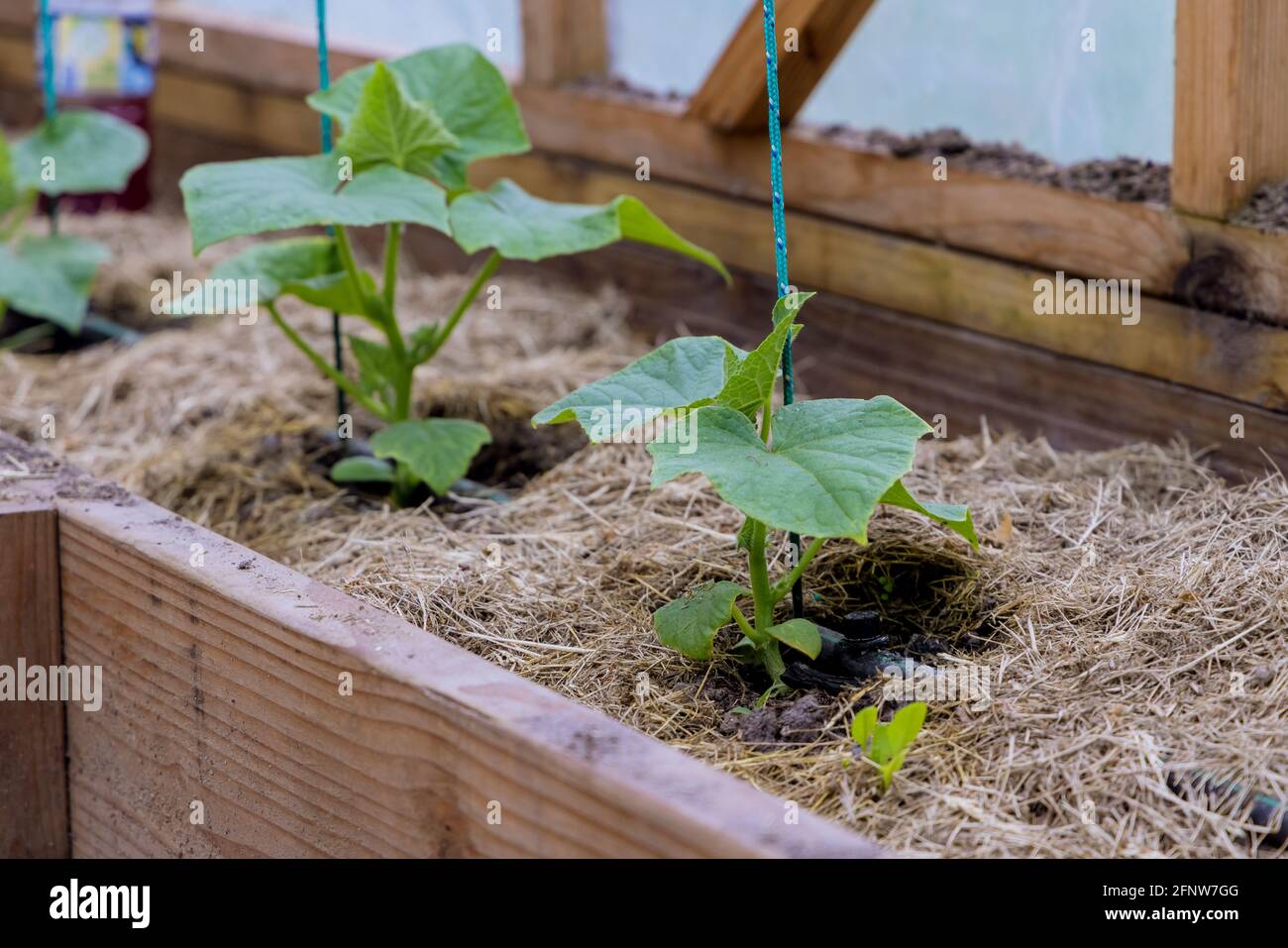 Young fresh cucumber seedlings sprout in cultivation of cucumbers in ...