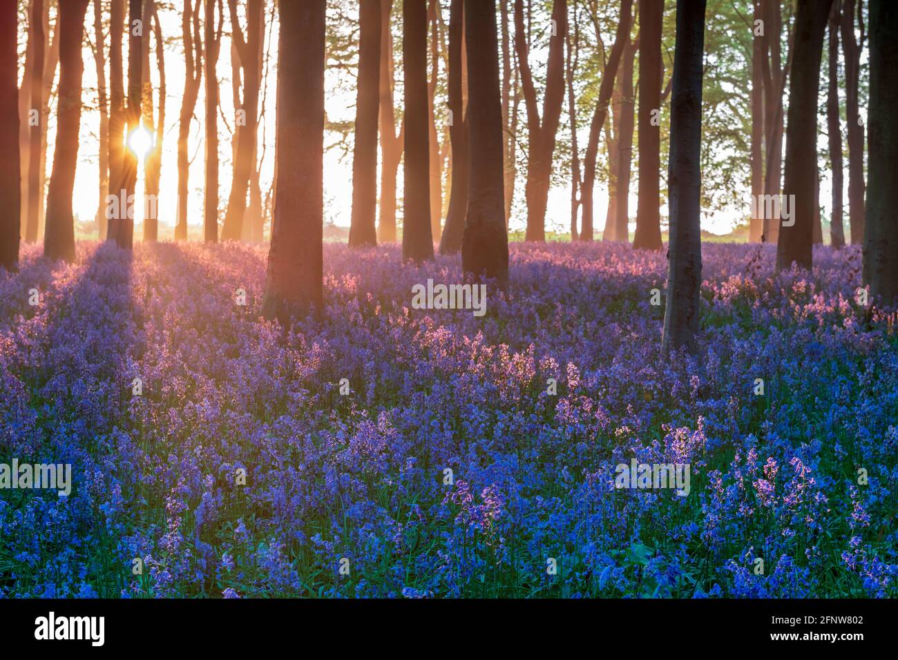 Bluebells in woods at Badbury Clump, Oxfordshire Stock Photo - Alamy