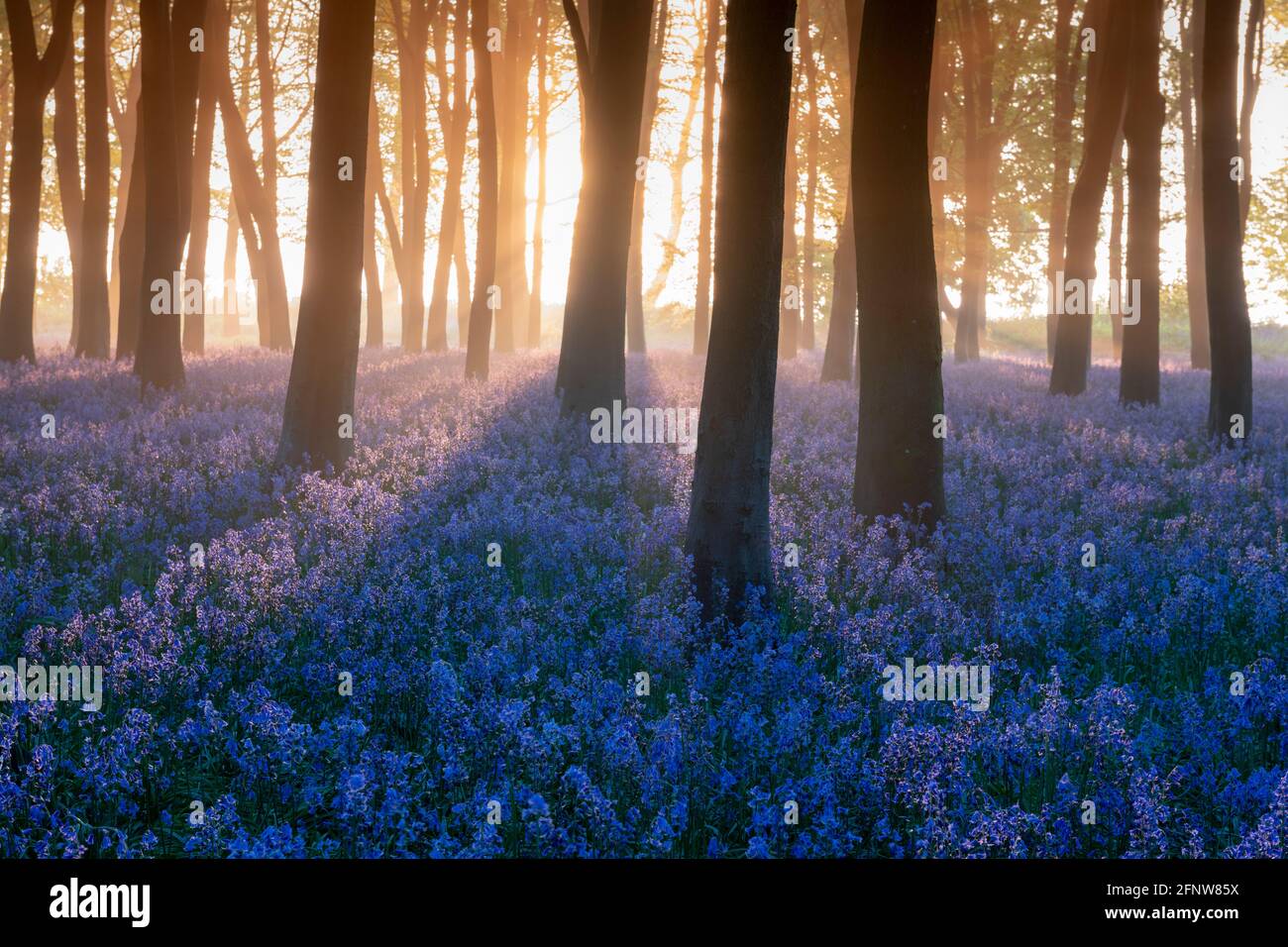 Bluebells in woods at Badbury Clump, Oxfordshire Stock Photo - Alamy