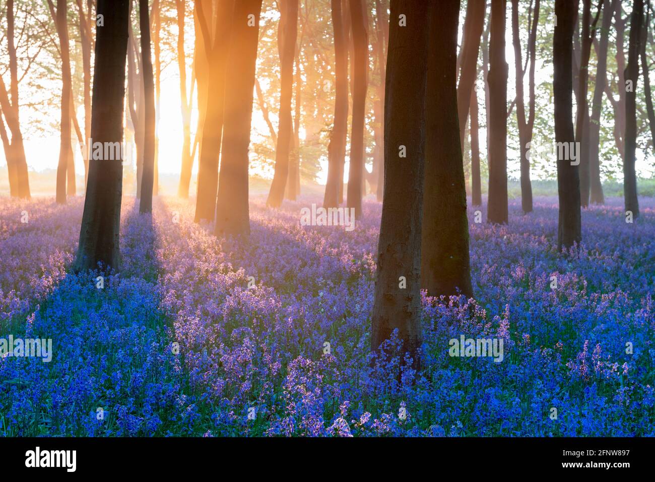 Bluebells in woods at Badbury Clump, Oxfordshire Stock Photo - Alamy