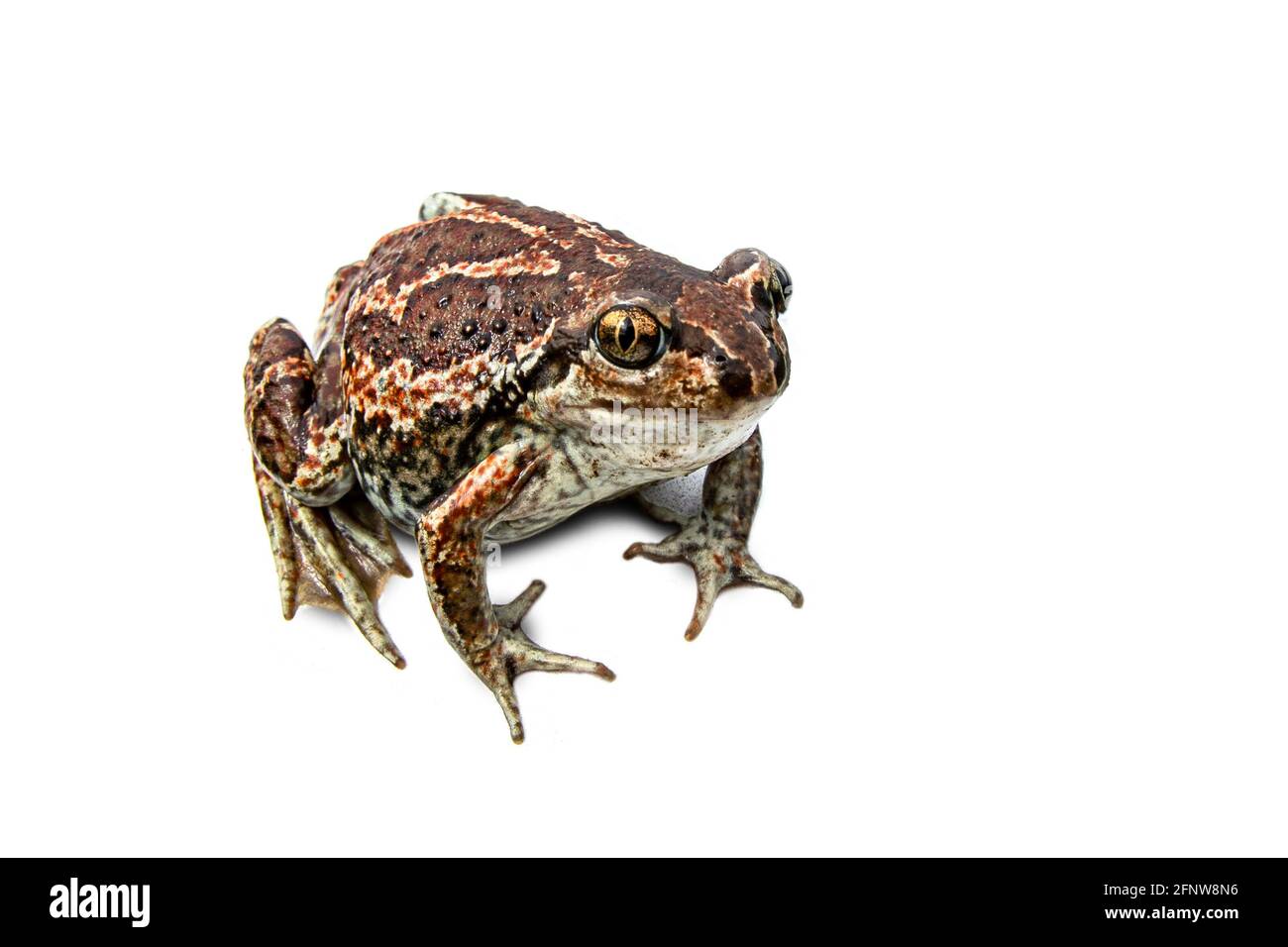 European common brown frog isolated on white background. Rana ...