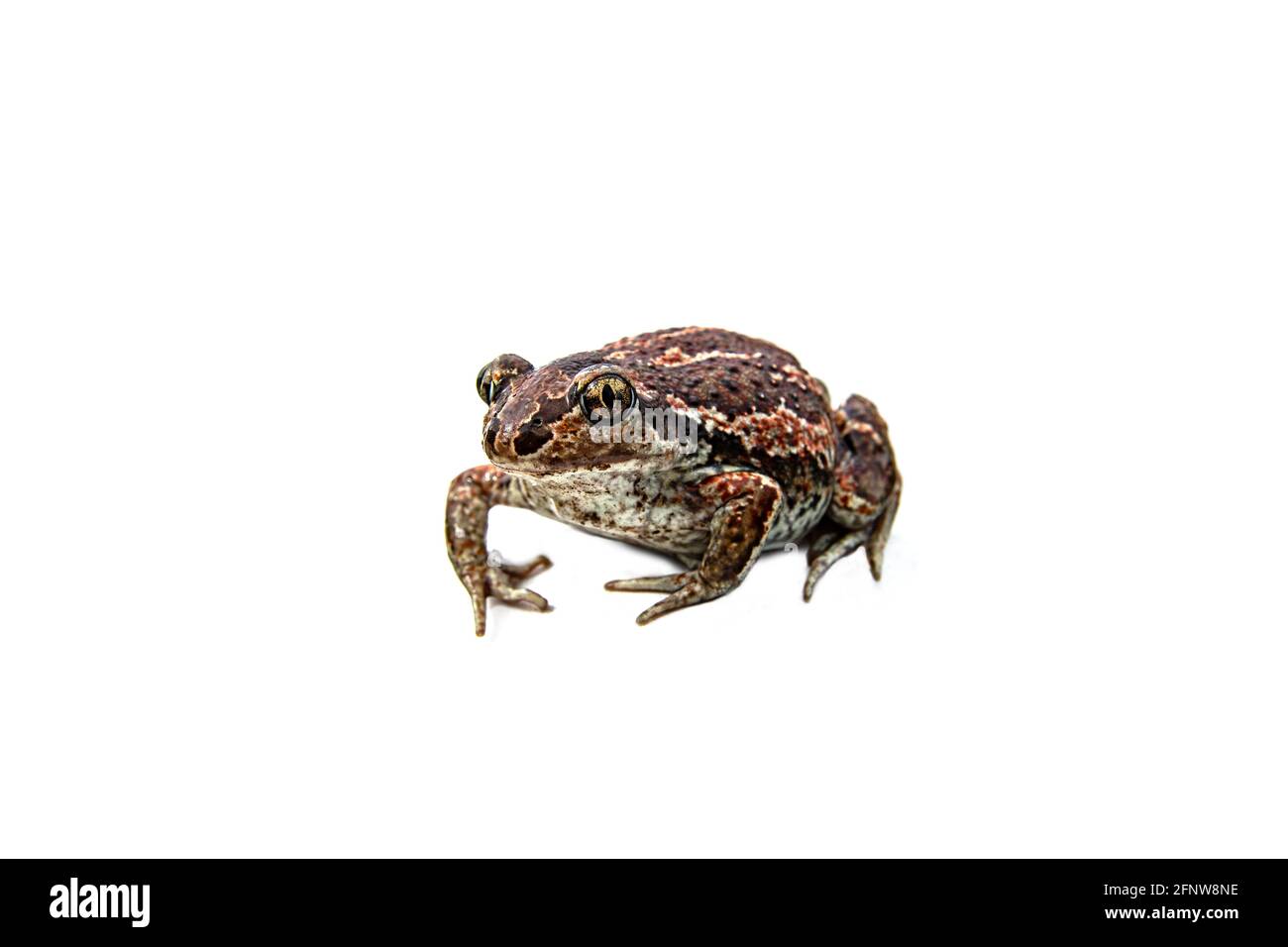 European common brown frog isolated on white background. Rana ...