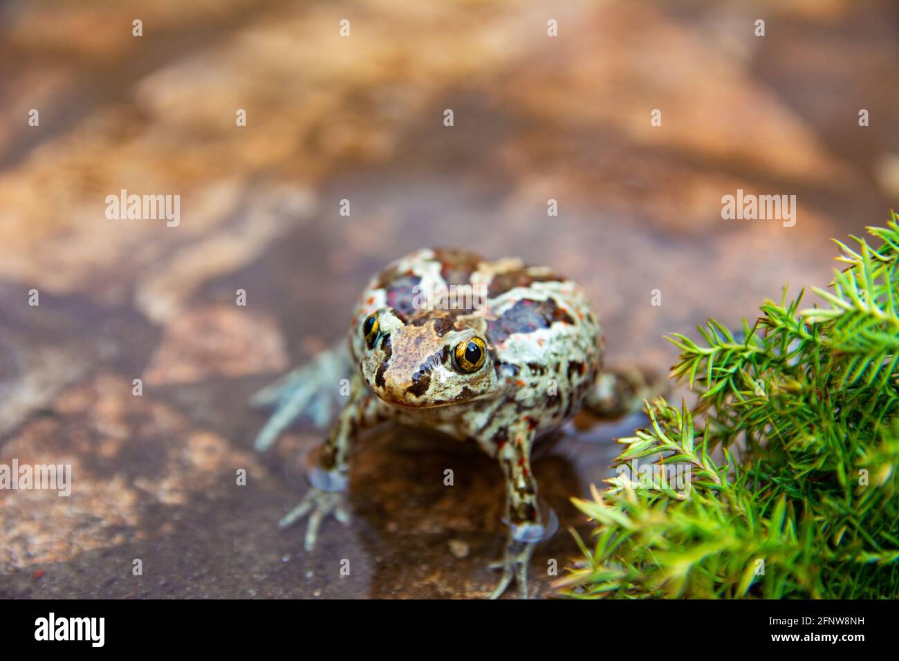 Frog in water face hi-res stock photography and images - Alamy