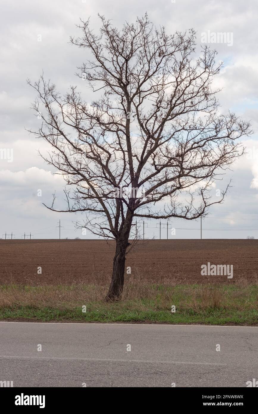 minimalism tree without leaves by the road in spring 2021 Stock Photo ...