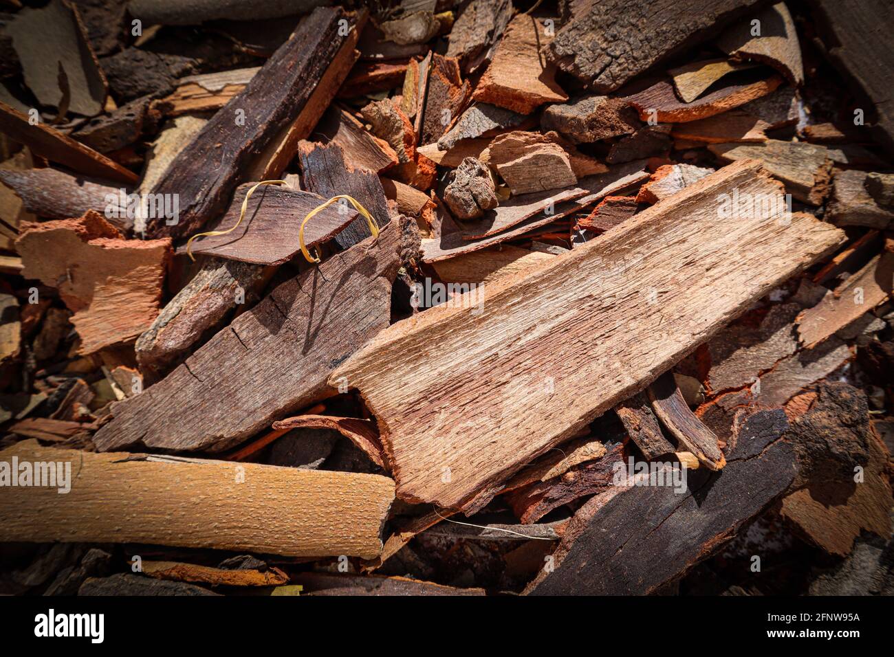 Bark wood brown roots trees crust Stock Photo - Alamy