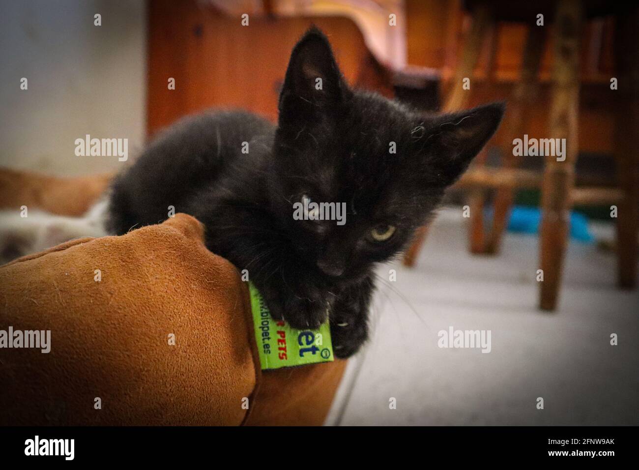 Angry kitten Funny cat Stock Photo - Alamy