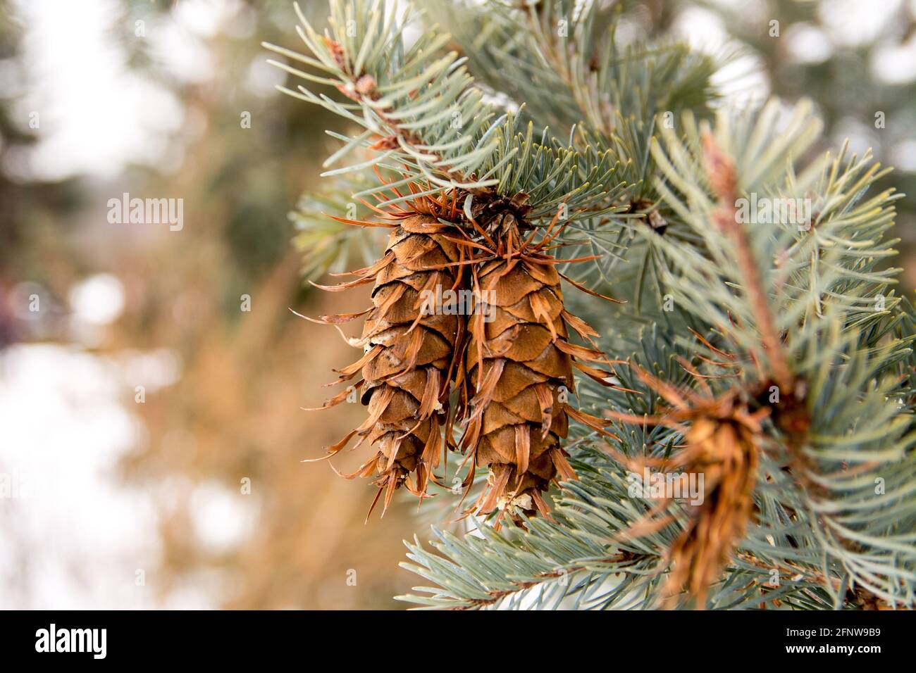 The Branch of Spruce tree with a cone. Green evergreen needles. Fir ...