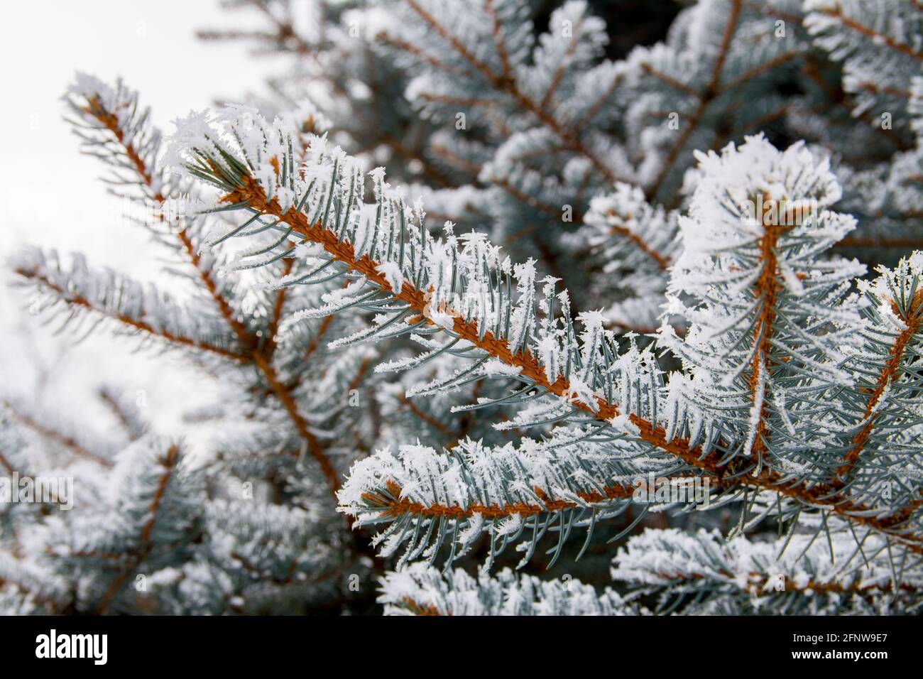 Frost fir tree hi-res stock photography and images - Alamy