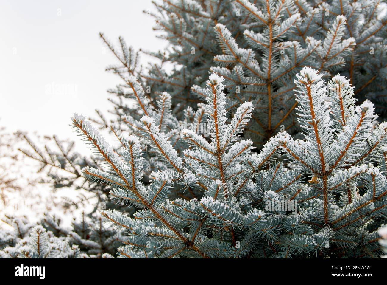 Branch of spruce tree with white snow. Winter spruce tree in the frost ...