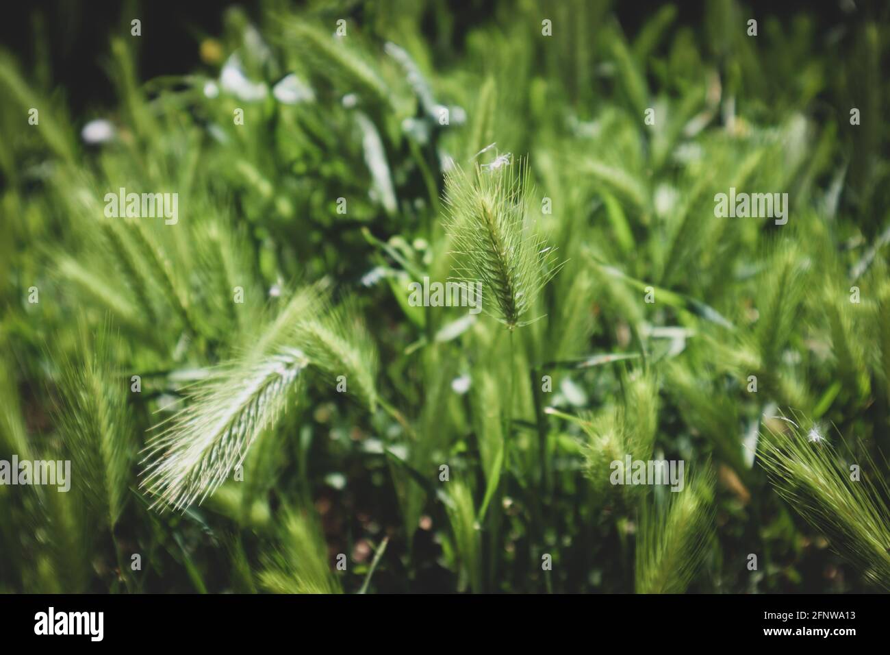 Green wheat spike field natural garden Stock Photo - Alamy