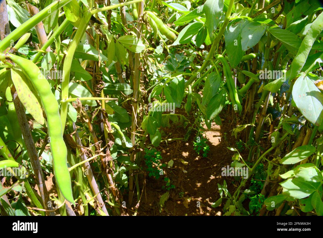 Mature bean plant hi-res stock photography and images - Alamy