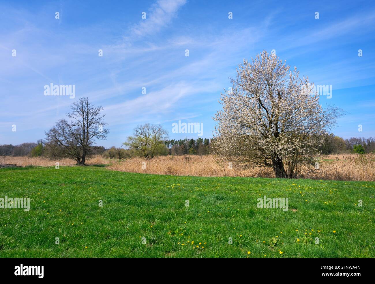 Spring landscape with a flowering tree in Bavaria (Germany Stock Photo ...