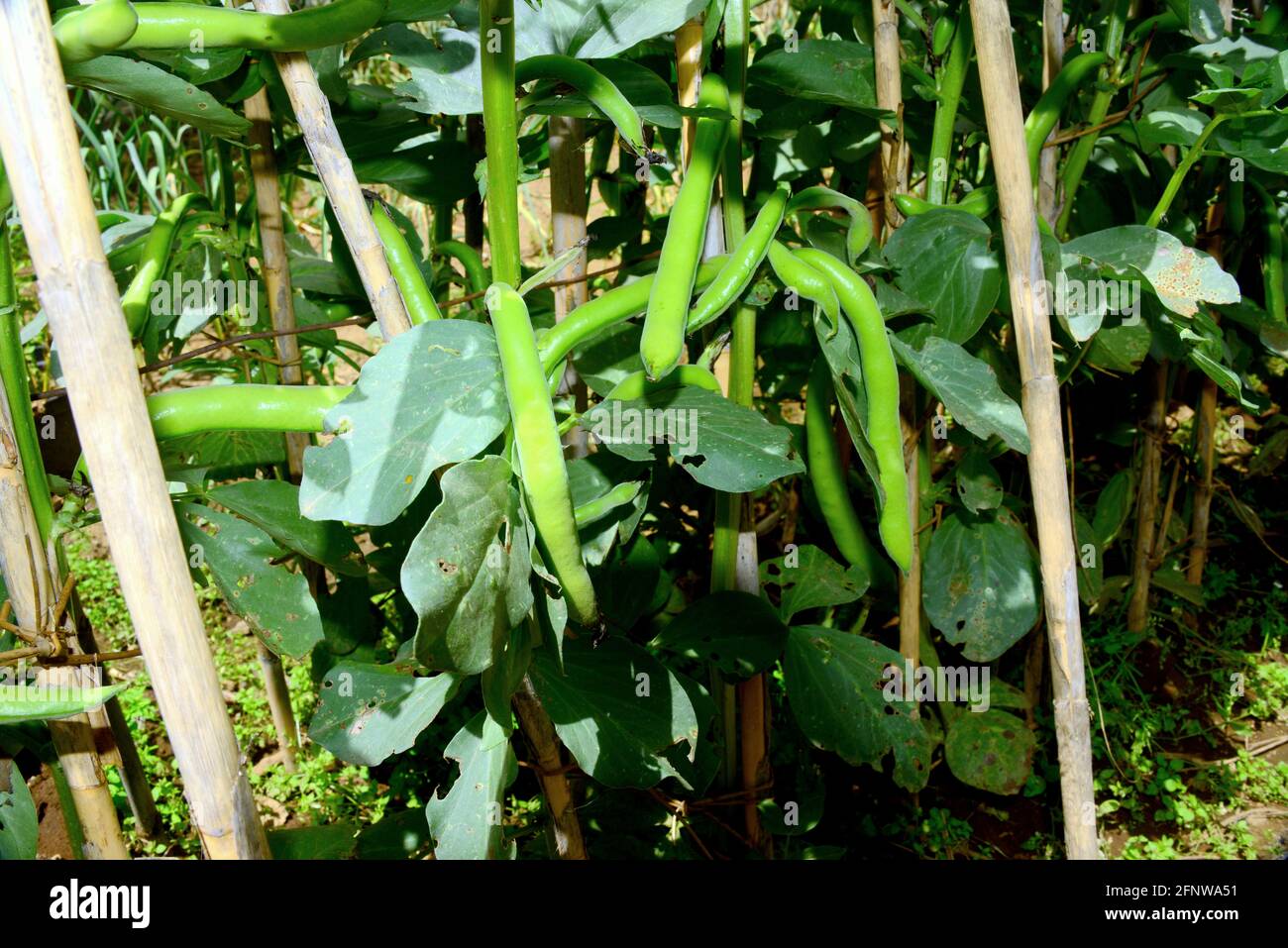 Cultivation of broad bean with fruit in the garden Stock Photo - Alamy