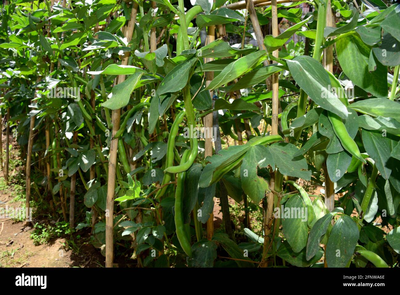 Cultivation of broad bean with fruit in the garden Stock Photo - Alamy