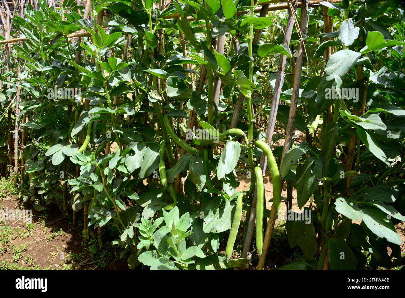 Cultivation of broad bean with fruit in the garden Stock Photo - Alamy