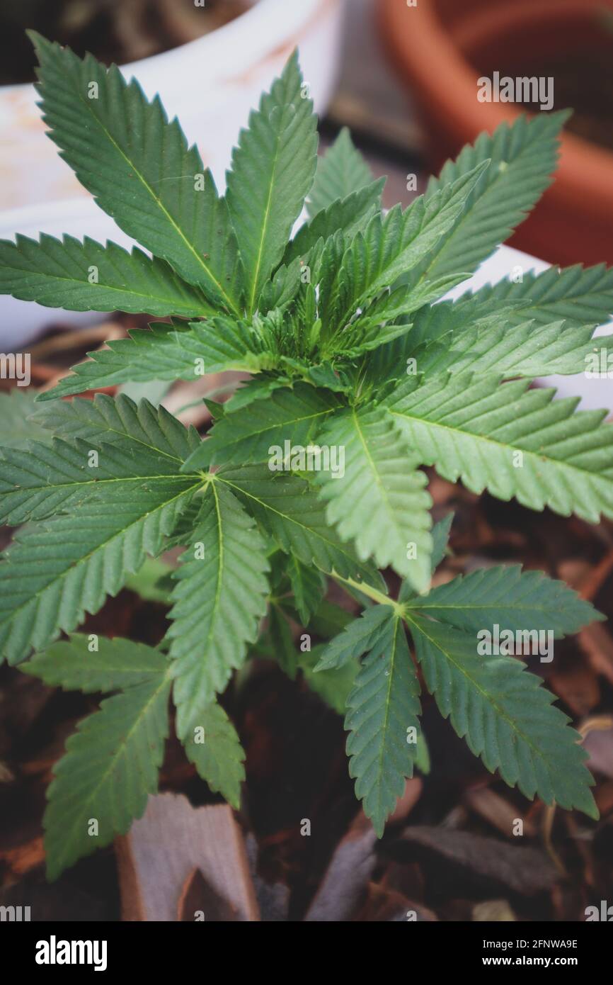 Marijuana leaf cannabis plant weed Stock Photo - Alamy