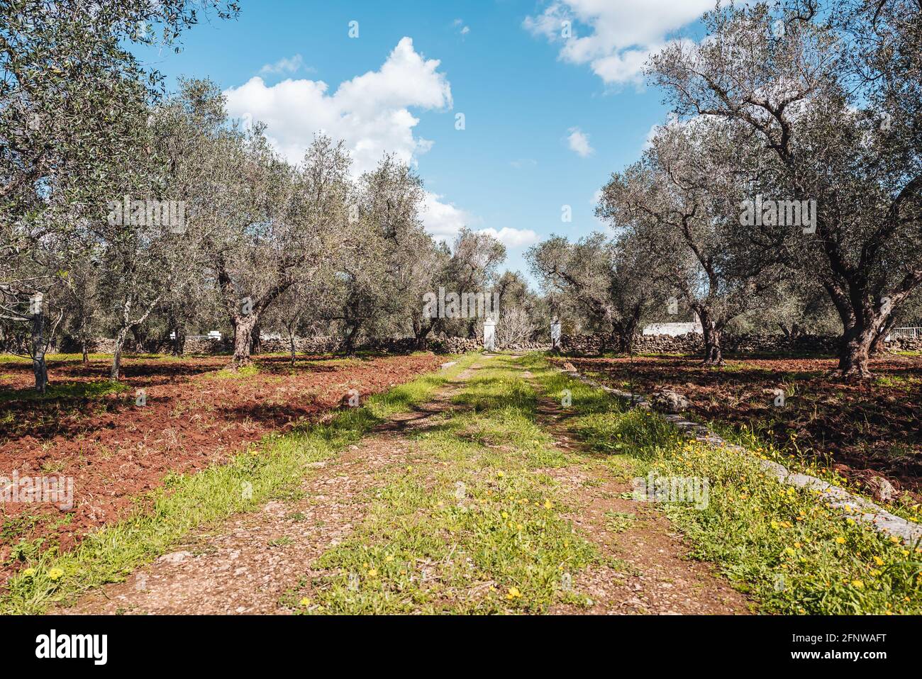 Rural countryside with olive trees in Puglia region, Italy Stock Photo ...