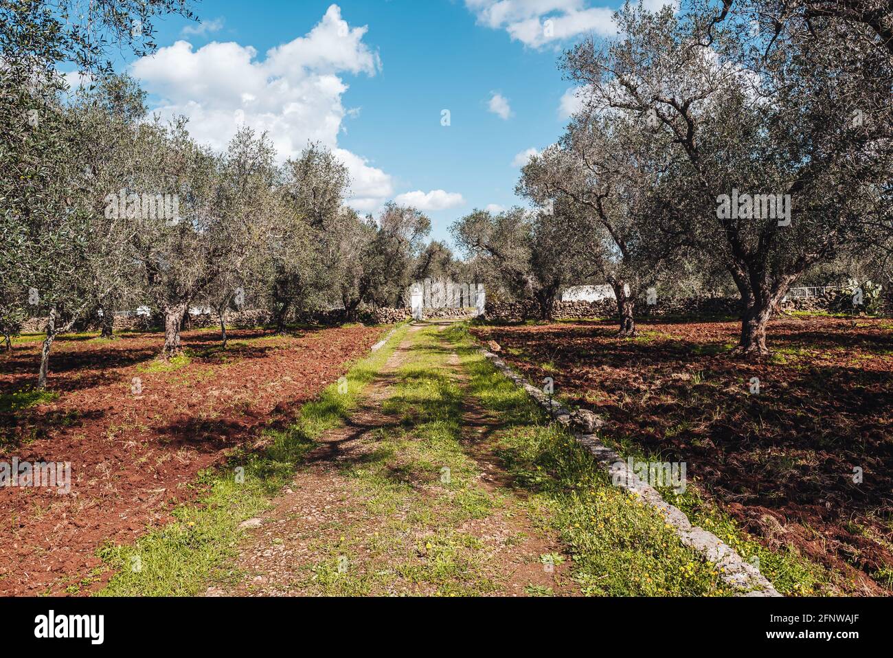 Rural countryside with olive trees in Puglia region, Italy Stock Photo ...