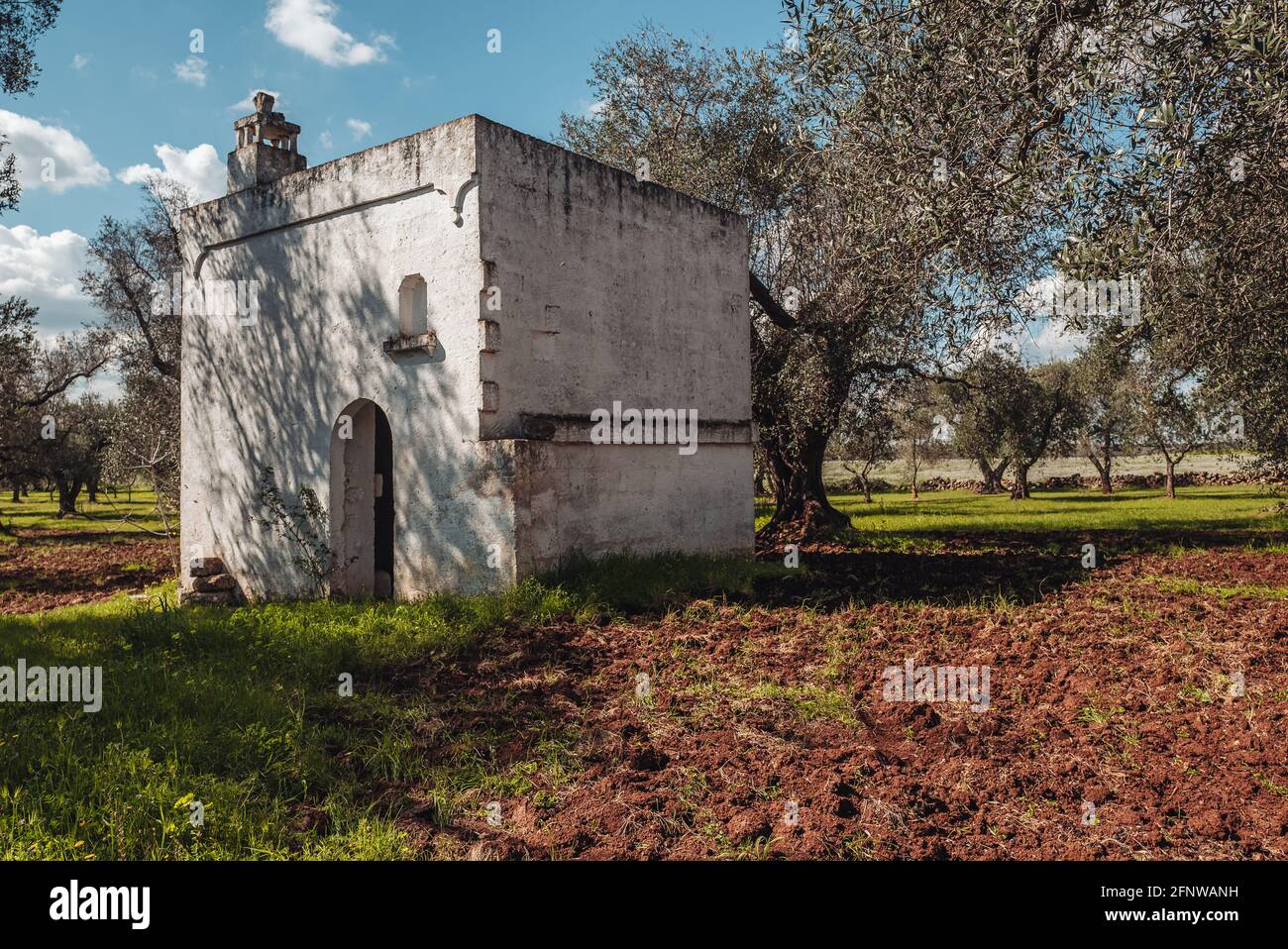 Rural countryside with olive trees in Puglia region, Italy Stock Photo ...