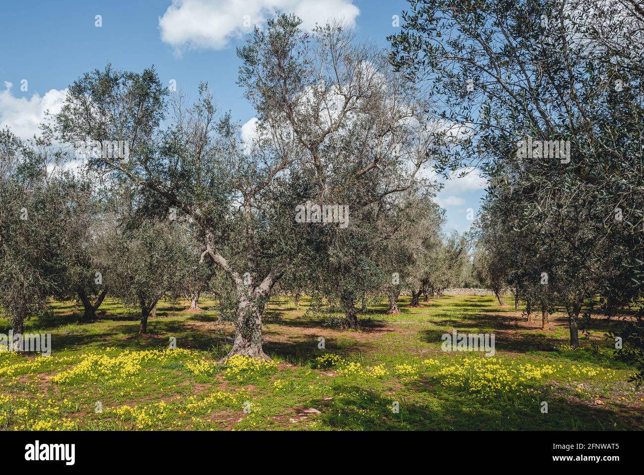 Rural countryside with olive trees in Puglia region, Italy Stock Photo ...