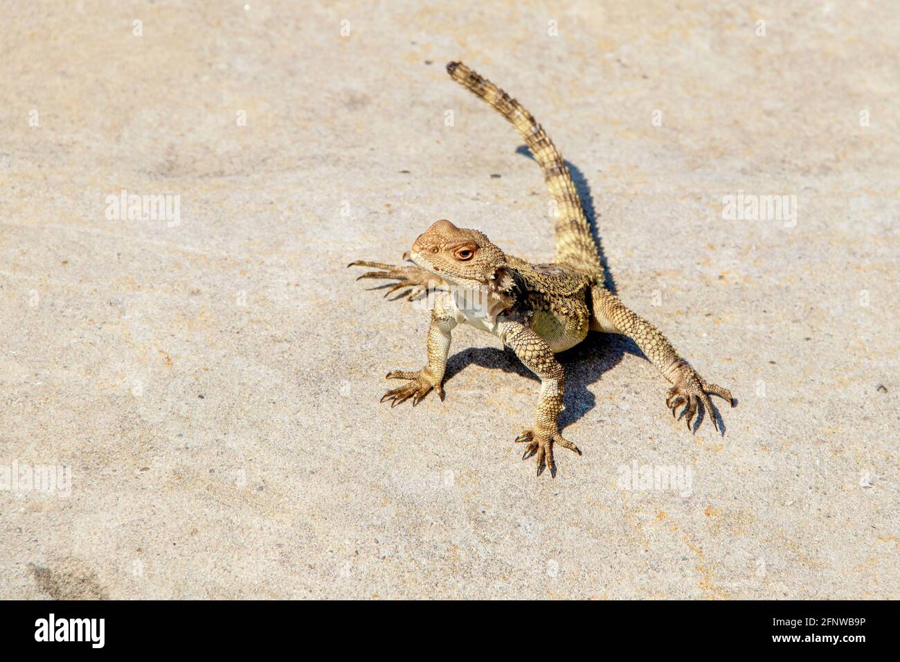 Caucasian agama (Paralaudakia caucasia) species of agamid lizard native ...