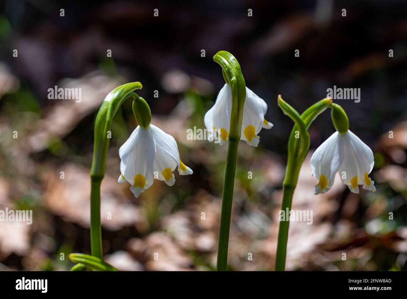 Spring snowflake in the garden Stock Photo - Alamy