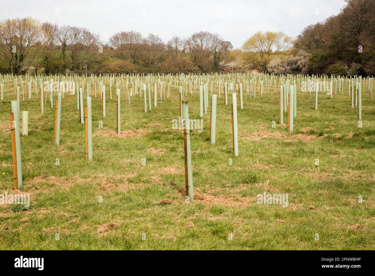 Shotgate, Essex, England, April 18th 2021, Many new trees are planted ...