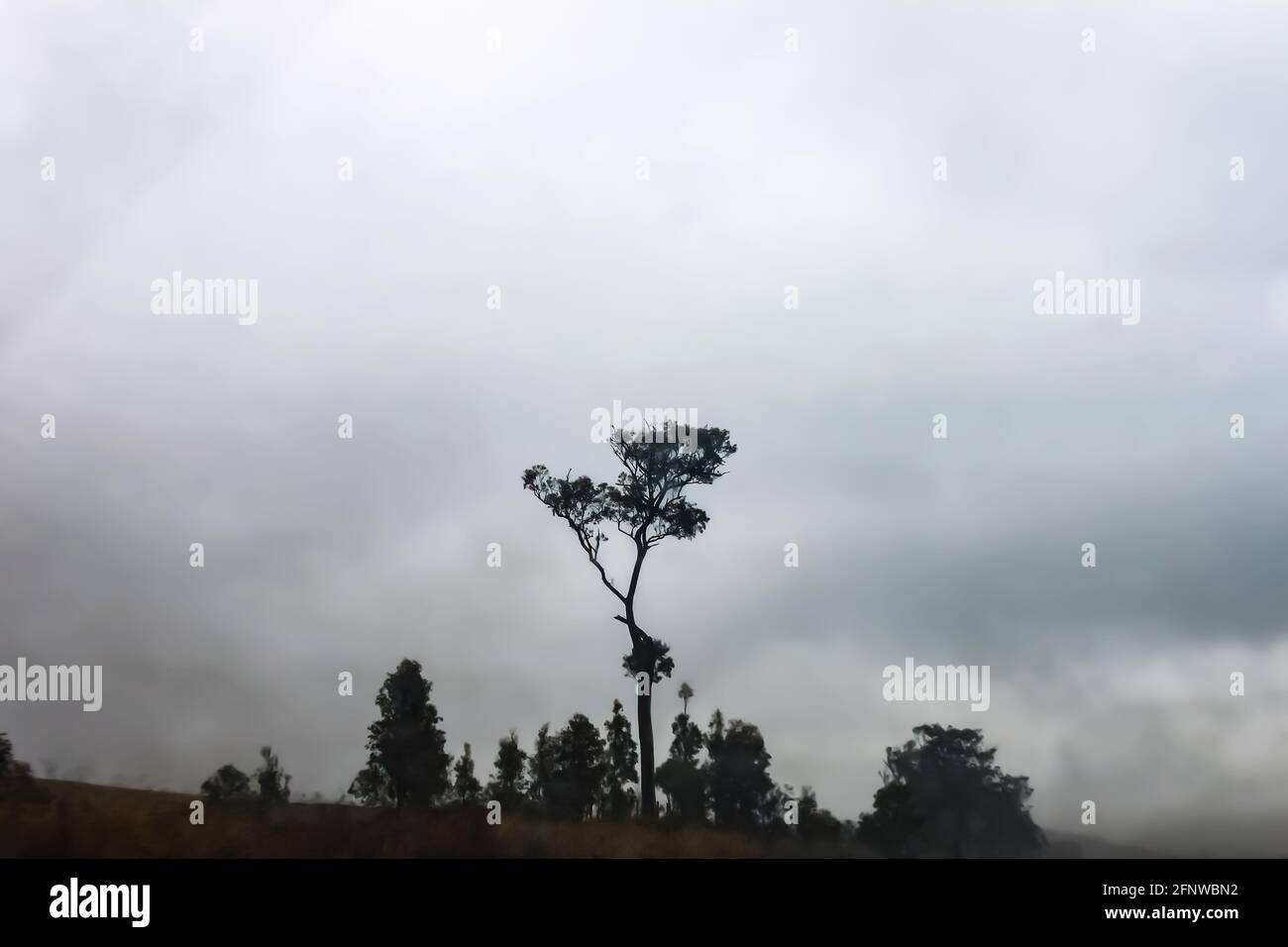Ghostly Gum Tree High Resolution Stock Photography and Images - Alamy
