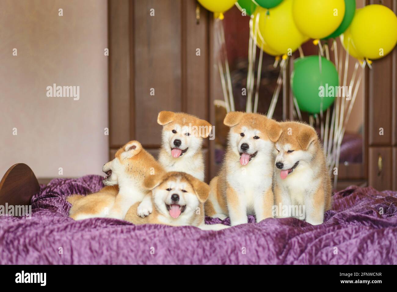 Funny little akita inu puppies with balloons. Fluffy balls of happiness ...