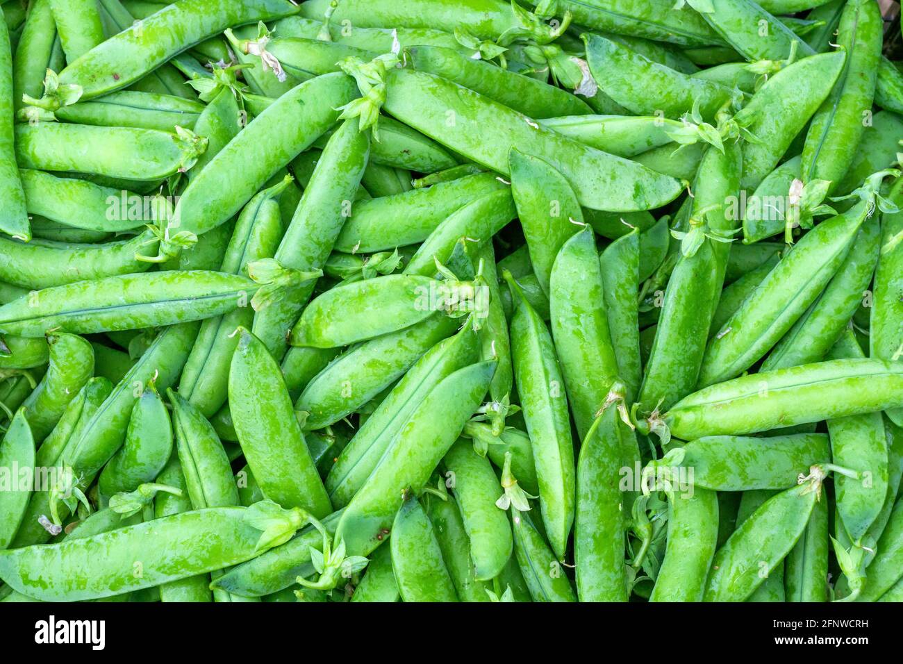 Set of peas of the variety "teardrop peas" freshly harvested in the ...