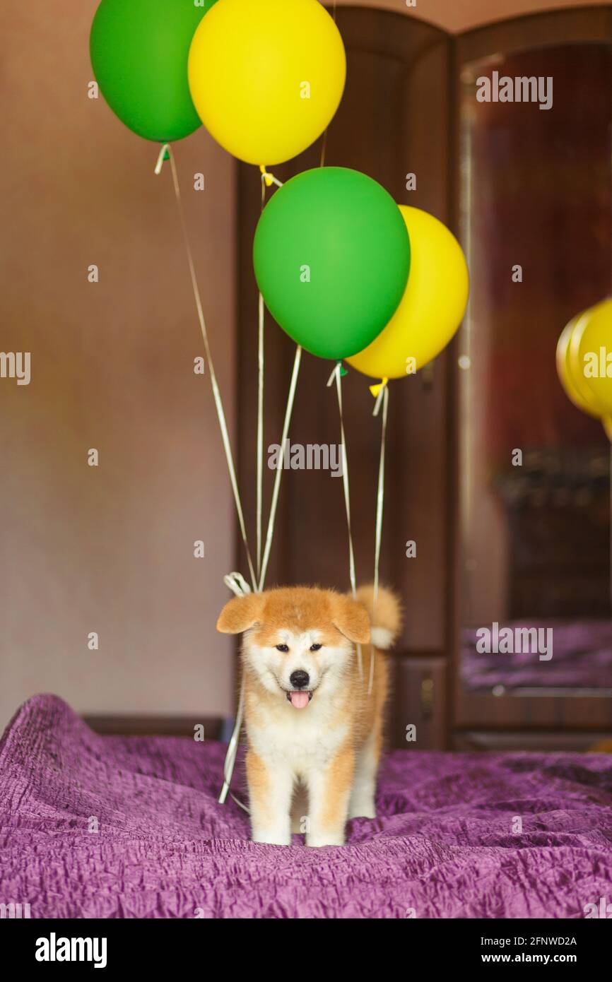 Happy akita inu puppy celebrate his adoption in new family Stock Photo ...