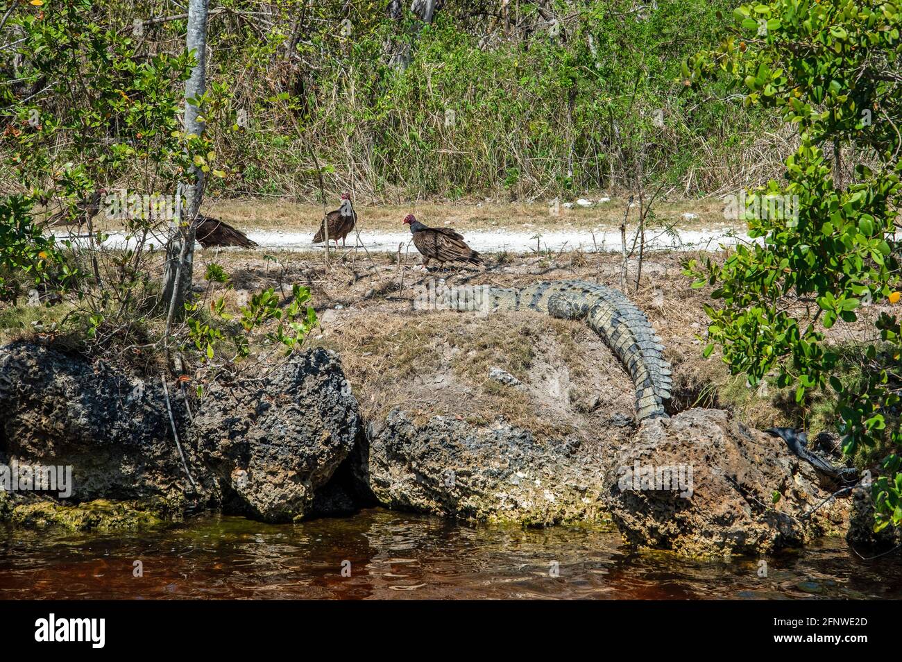 American crocodile guards her nest from vultures Stock Photo - Alamy