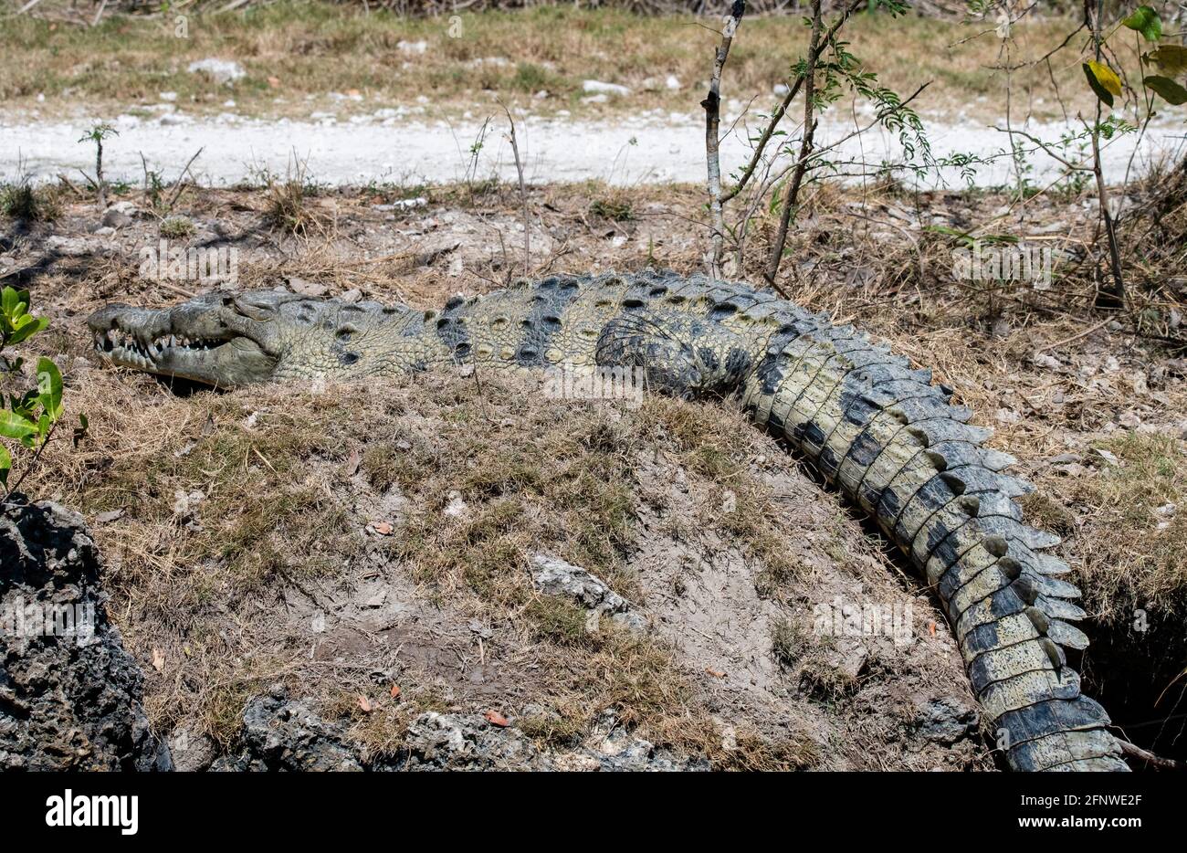 American crocodile guards her nest from vultures Stock Photo - Alamy