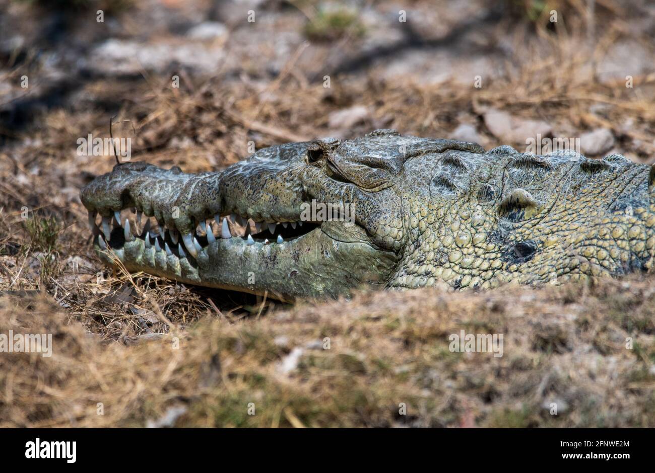 American crocodile guards her nest from vultures Stock Photo - Alamy