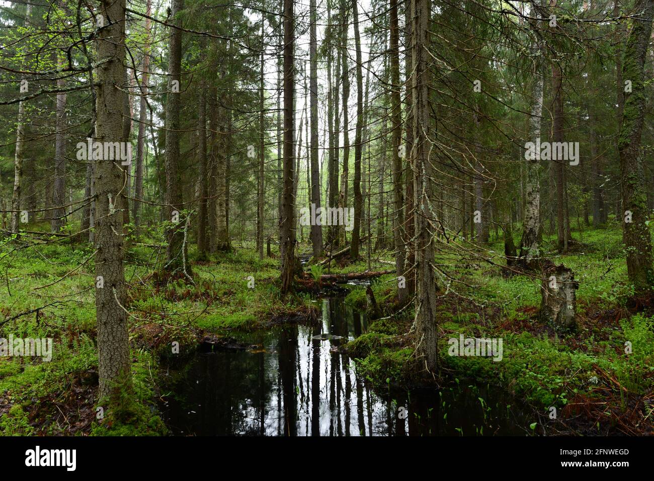 Spring brook between forest tree roots Stock Photo - Alamy