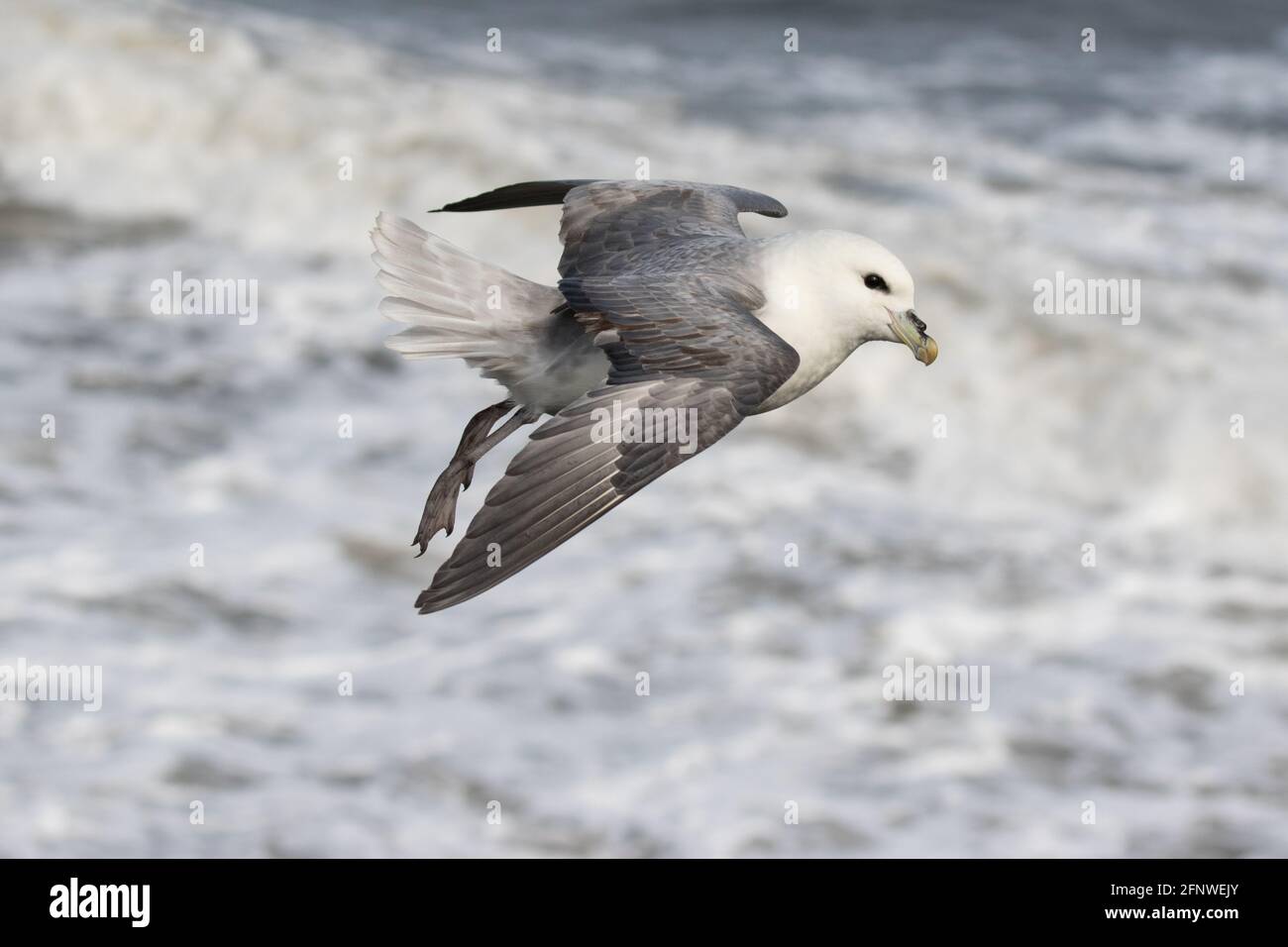 Flight fulmar hi-res stock photography and images - Alamy