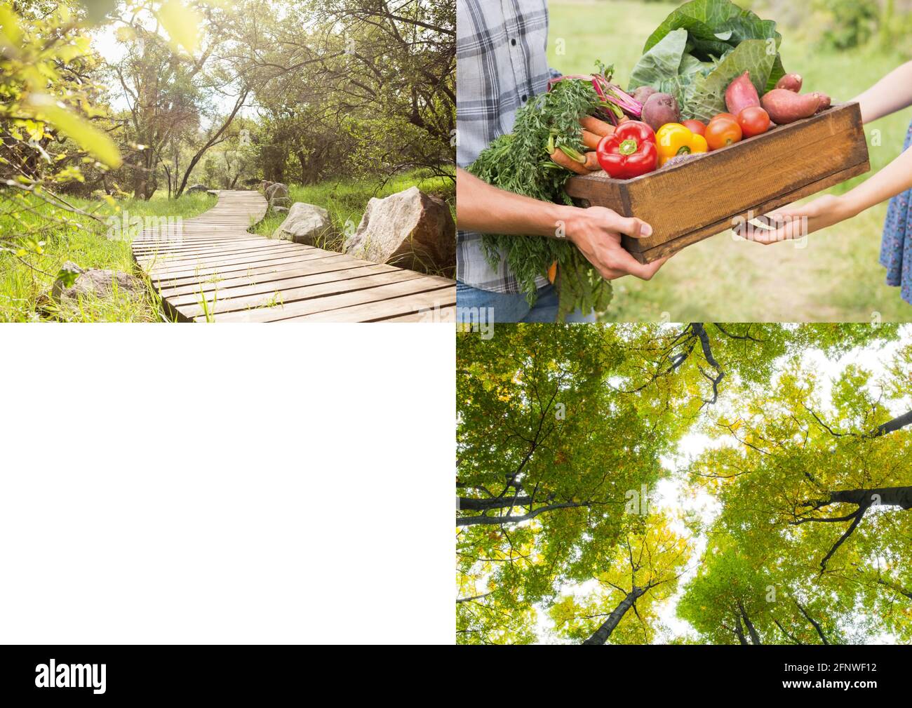 Composition of three photographs of nature and box of fruit and copy ...