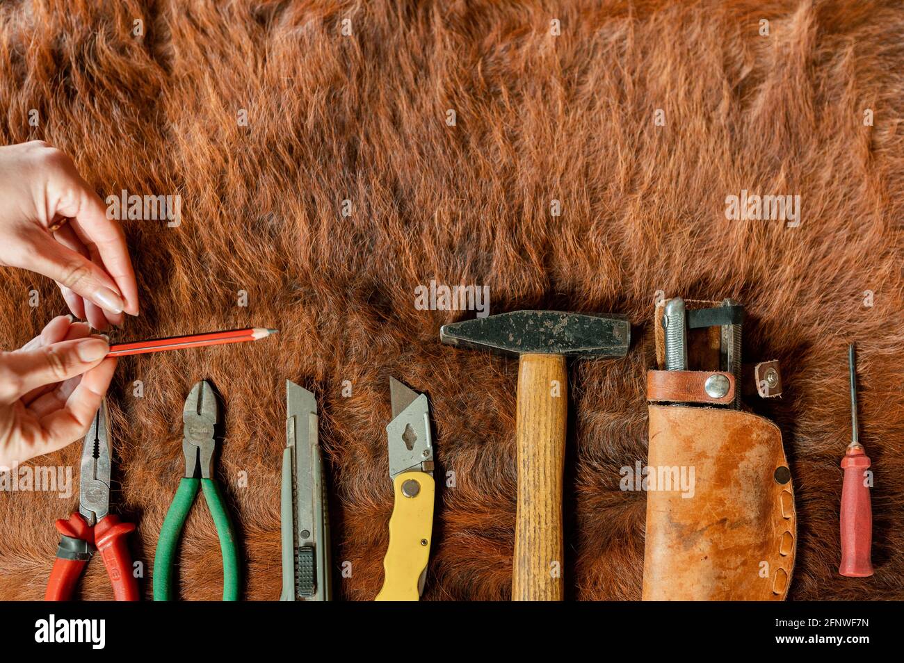 Top view work tools for leather and craftsmanship on hairy cow skin ...
