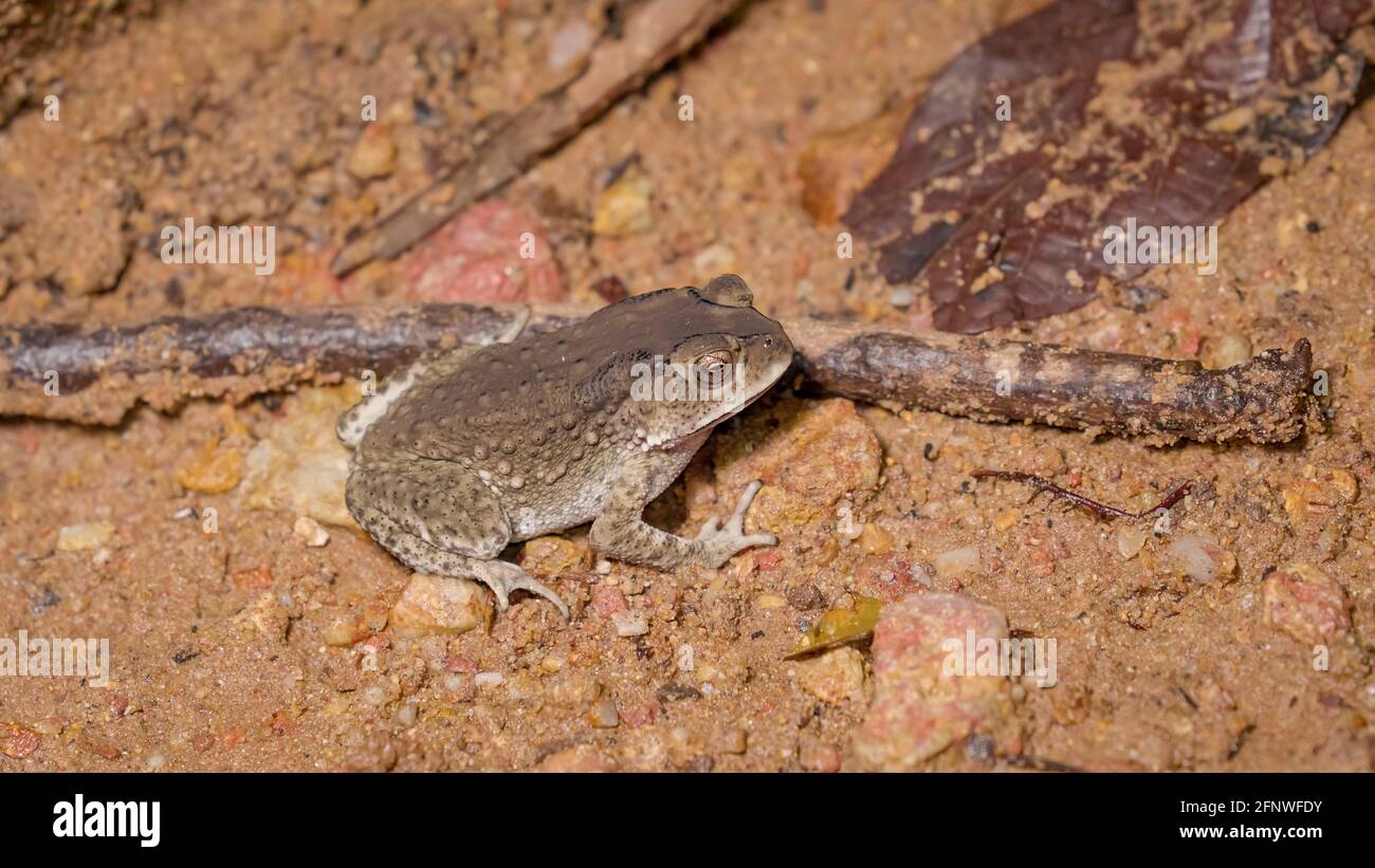 Asian Common Toad (Duttaphrynus melanostictus) standing on soil ground ...