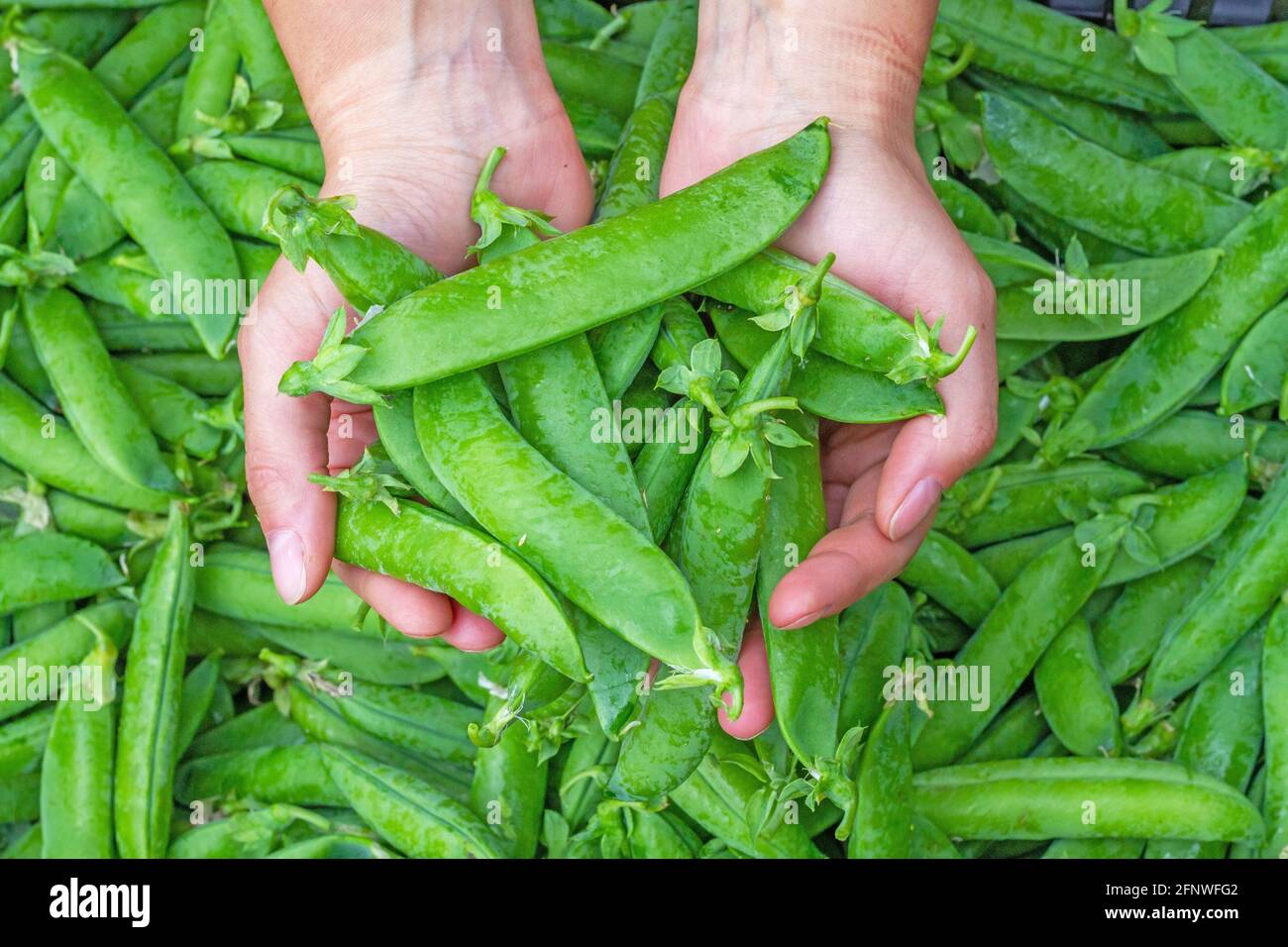 Pea variety hi-res stock photography and images - Alamy