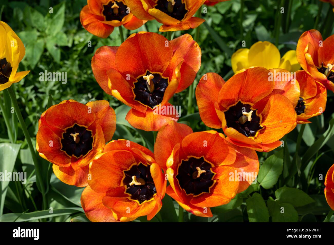 Orange tulip tree hi-res stock photography and images - Alamy