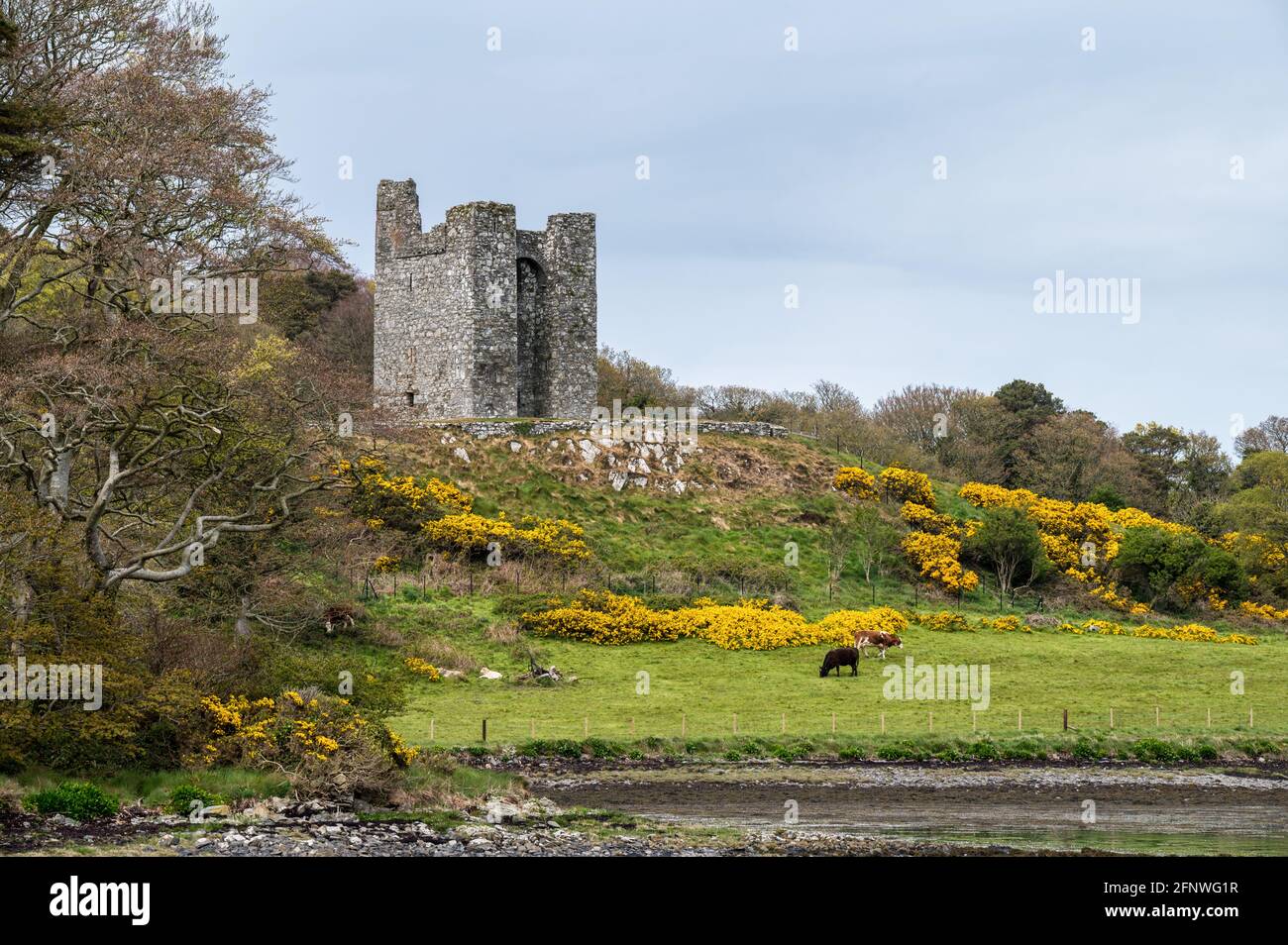 The ruins of Audleys castle in County Down Northern Ireland Stock Photo ...