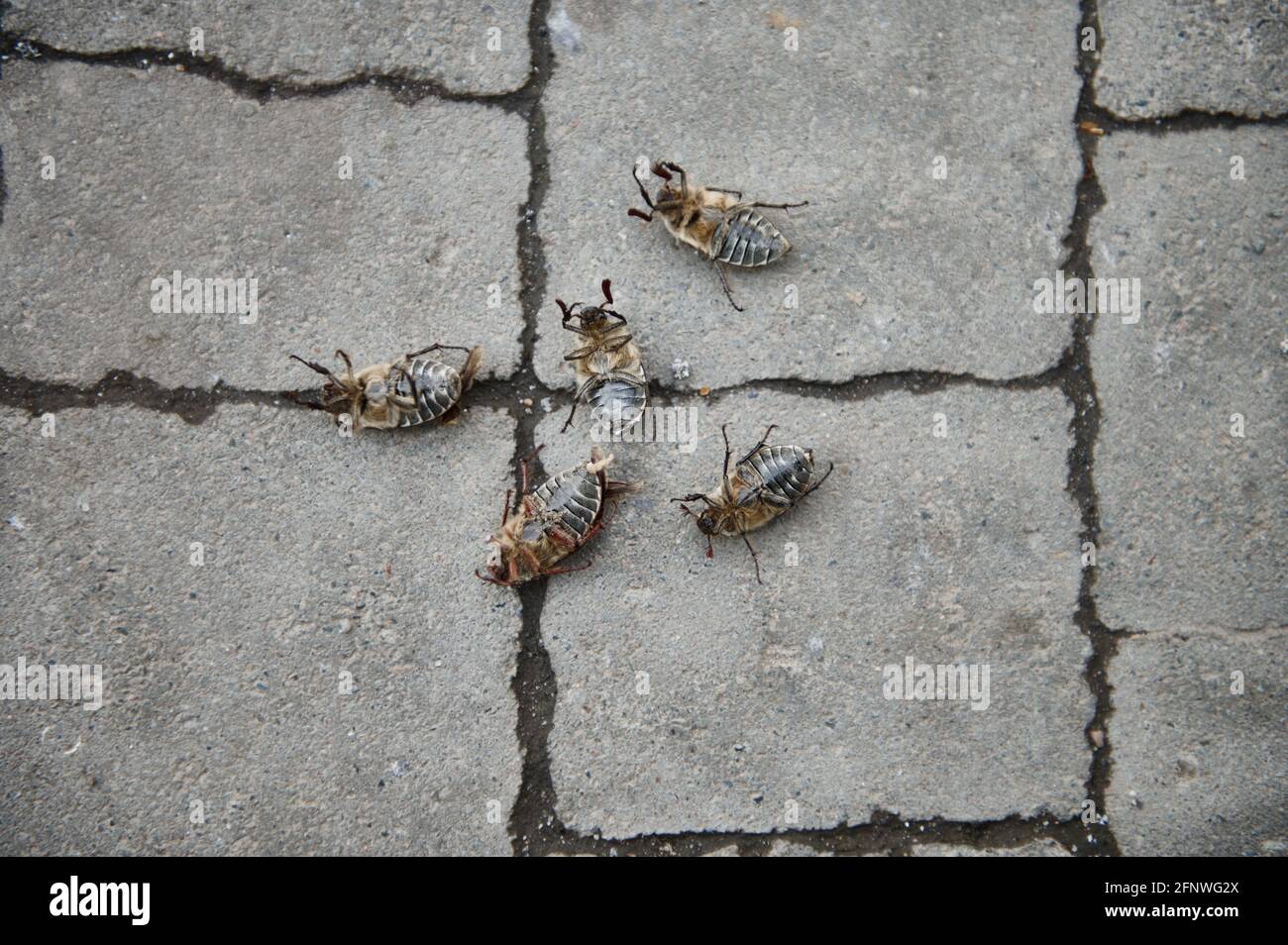 May Beetles Upside Down And Lying On Their Backs On A Gray Block