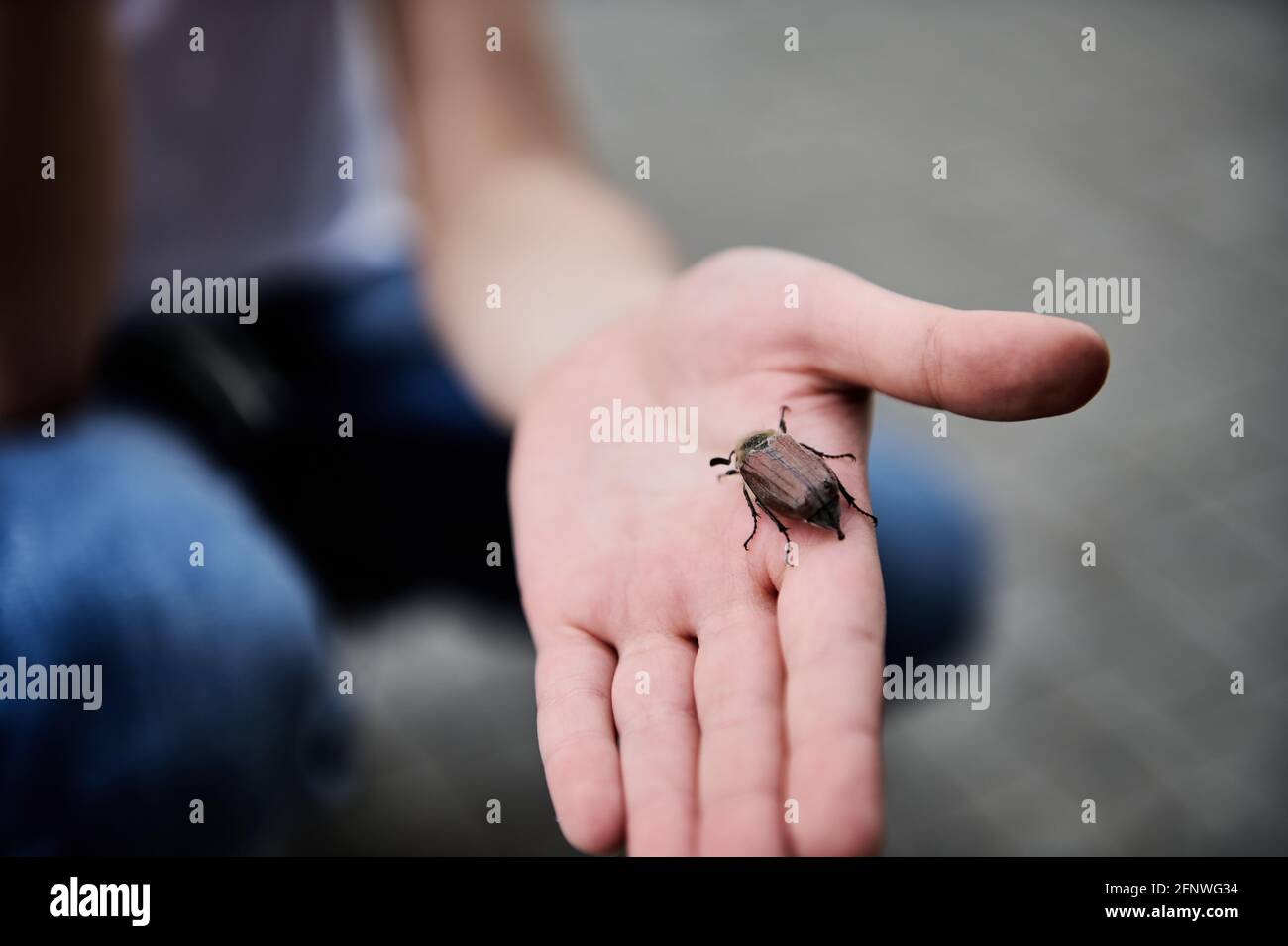 Child holding a beetle hi-res stock photography and images - Alamy
