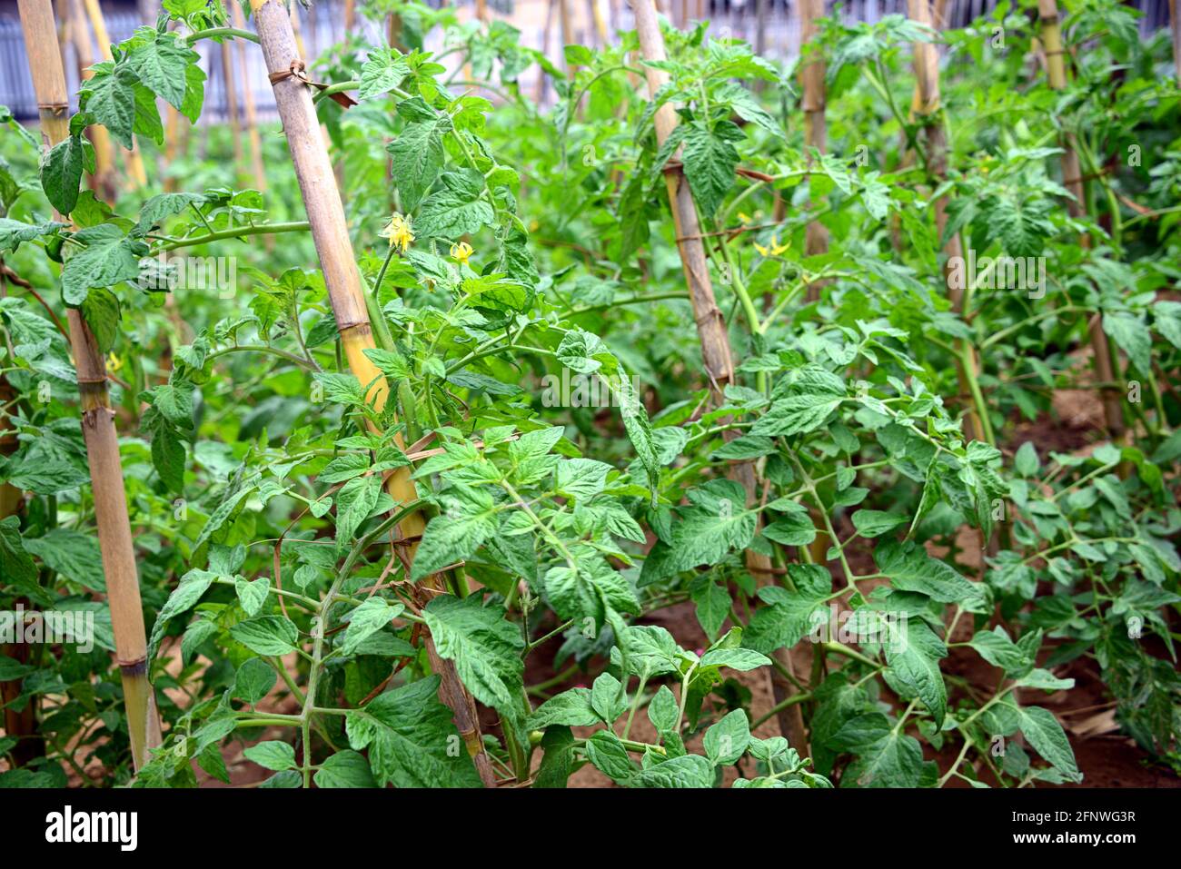 Tomato plant, the flowers are formed on racemic inflorescences that ...