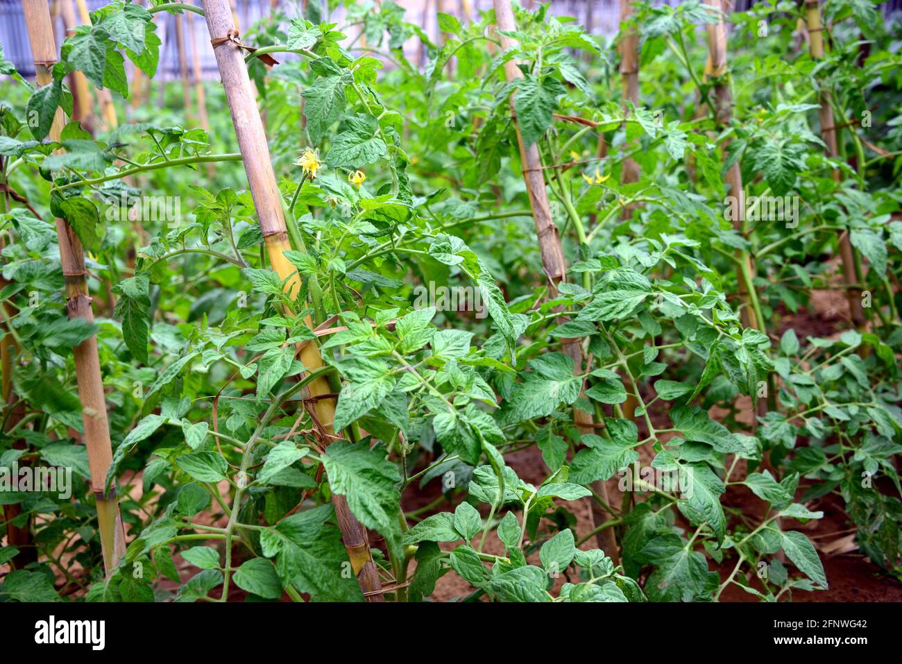 Tomato plant, the flowers are formed on racemic inflorescences that ...