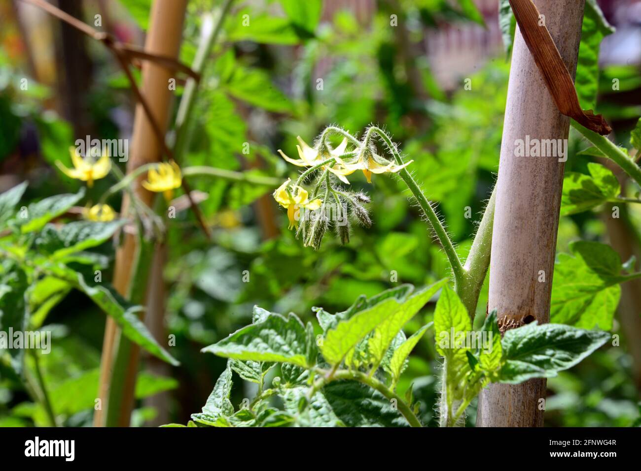 Tomato plant, the flowers are formed on racemic inflorescences that ...