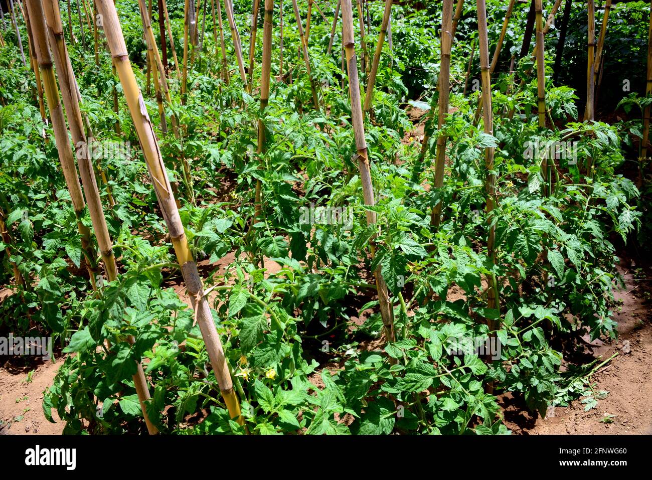 Tomato plant, the flowers are formed on racemic inflorescences that ...