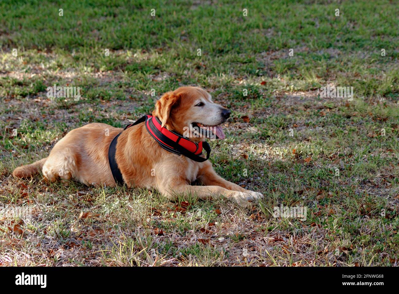 Mentally Challenged Animals